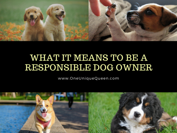 What It Means To Be A Responsible Dog Owner - OneUniqueQueen